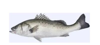 China Four Styles Automatic Mackerel Sorting Line And Grading Small Fish Equipment for sale