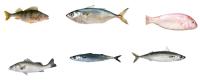 China Professional Fish Automatic Grading Line And Sizing Other Small Fish for sale