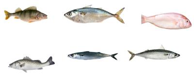 China Professional Fish Automatic Grading Line And Sizing Other Small Fish for sale