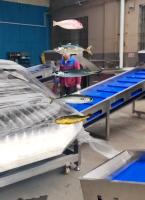 China Most Accurate Pelagic Fish Grading Line And Sorting Other Small Fish With Automatic for sale