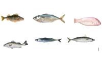 China One Complete Set Fish Grading Line For Sorting Many Kinds Ocean Fish for sale