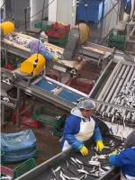 China Four Styles Automatic Sardine Sorting Machine And Grading Small Fish Line for sale