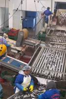 China High Quality Automatic Fish Machine And Small Fish Sorting Line With 5-10T/H for sale