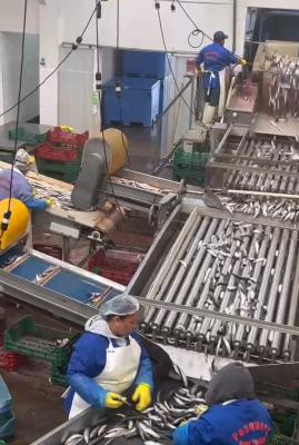 China High Quality Automatic Fish Machine And Small Fish Sorting Line With 5-10T/H for sale
