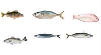 China Four Styles Automatic Fish Sizing Line And Grading Mackerel Line With High Speed for sale