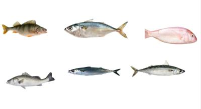 China Four Styles Automatic Fish Sizing Line And Grading Mackerel Line With High Speed for sale