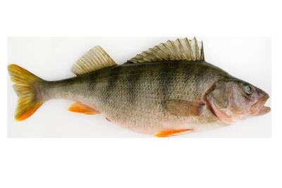 China Most Styles Automatic Fish Grading Machine And Sizing Fish With High Stable for sale