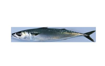 China Four Styles Automatic Fish Sorting Machine And Grading Sardine Line With High Speed for sale
