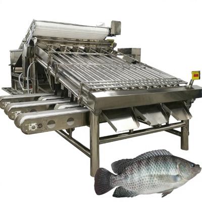 China High Yield Tilapia Grader 4.9kw Fish Roller Sorter Mackerel Sorting Machine Mackerel Roller Sizing Equipment for Seafood for sale
