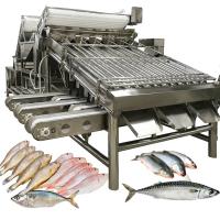 China High Speed Zolim Automatic Saury Sorting Machine Roller Grader 1 Person Operator Small Fish Seafood Sizing Equipment for sale