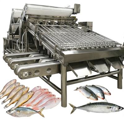 China High Speed Zolim Automatic Saury Sorting Machine Roller Grader 1 Person Operator Small Fish Seafood Sizing Equipment for sale