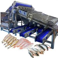 China Efficient Small Yellow Croaker Sorting Machine Small Yellow Croaker Roller Grader for Fish Plant Fish Grader Fish Sorter 4.9KW for sale