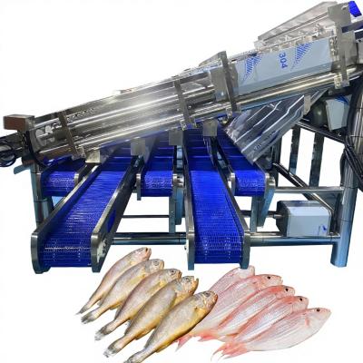 China Large Yield Sardine Sizing Machine With 12 Roller Automatic Sardine Grading Line Fish Roller Sorting Machine Fish Sorter for sale