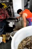 China Large Capacity Small Fish Sizing Machine Zolim Small Fish Grader High Quality Small Fish Sorter 4.4kw Automatic Fish Grader for sale
