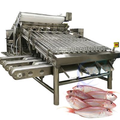 China High Capacity Fish Grading Machine Fish Roller Grader 4.9KW 2 T/H Sea Fish Grader Fish Sorting Line Zolim Fish Sizing Equipment for sale