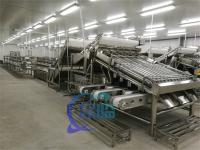 China High Capacity Fish Grading Machine Fish Roller Grader 4.9KW 2 T/H Sea Fish Grader Fish Sorting Line Zolim Fish Sizing Equipment for sale