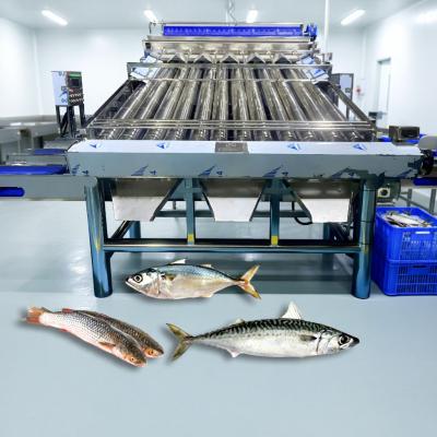China Stainless Steel 304 Roller Fish Sorter Croaker Grader Zolim Sardine Sorting Machine Mackerel Grader Small Fish Sizing Machine for sale