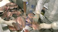 China SUS304 Stable Fish Skinning Machine Automatic for Tilapia Peeling for sale