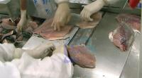 China SUS304 Stable Fish Skinning Machine Automatic for Tilapia Peeling for sale