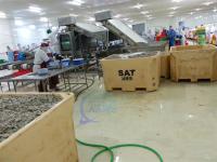 China SUS304 Practical Shrimp Sorting Machine , Anti Corrosion Prawn Grader High Capacity Shrimp Sizing Machine Shrimp Sorter for sale
