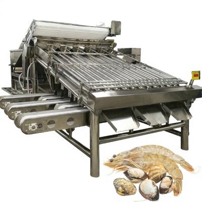 China Stainless Steel Shrimp Sorting Equipment Stable Anti Erosion 4.9KW Shrimp Sizing Machine for Prawn Plant Automatic Prawn Grader for sale