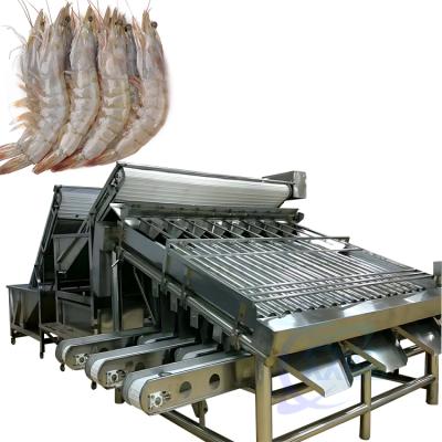 China Zolim 4.9KW Automatic Shrimp Grading & Sorting Machine 380V 1000-2000kg/h Capacity Anti-Erosion Roller Grader for sale