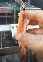 China 400W Sushi Machine Automatic Shrimp Cutting Machine Multipurpose 50-70Pcs/Min 380V Zolim Brand Sushi EBI Cutting Machine for sale