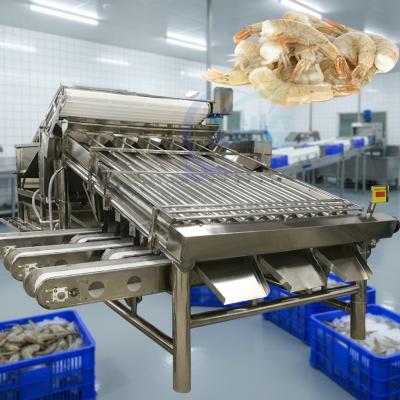 China Industrial Prawn Sorting Machine for Shrimp Processing Waterproof Prawn Grading Machine Automatic Prawn Sizing Machine for sale