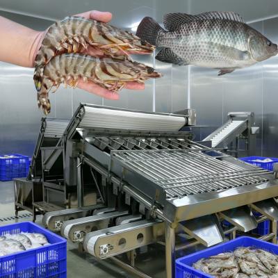 China Durable Shrimp Grading Machine 4.9KW  Fish Sorting Machine for Seafood Plants Automatic Prawn Sizing Line Zolim Fish Grader for sale