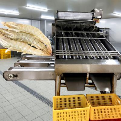 China 4.9KW Roller Shrimp Sorter SUS304 Shrimp Grading Machine Zolim Automatic Prawn Grader Best Shrimp Sizing Machine for Seafood for sale