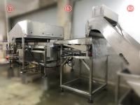 China Stable 380V Zolim Automatic Seafood Processing Plant Multipurpose Shrimp Deheading Line System Shrimp Head Remover 1000-1500kg/h for sale