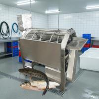 China Automatic Fish Scaling Machine for Fish Plant Fish Scale Remover Zolim Fish Descaling Machine 2.2kw Fish Descaling Equipment for sale