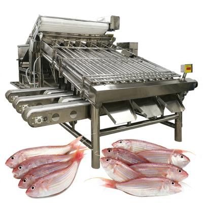 China Efficient Fish Sorting Machine Fish Sizing Machine and Fish Specification Machine 1000kg-1200kg Fish Sorter for Fish Processing for sale