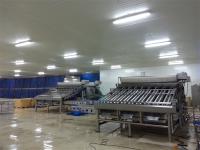 China Automatic Fish Grading Machine Sorting Machine Fish Size Grading Machine for sale