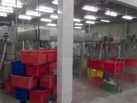 China Stainless Steel Mixer Shrimp Processing Soaking Machine Batch Shrimp Automatic Mixer Special for Seafood Processing Plants for sale