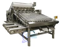 China Automatic Shrimp Sorting Machine for Shrimp Peeling   Fresh Prawn Washing Rolling Sorting Machine  Shrimp Grader for sale