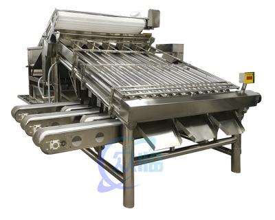 China Automatic Shrimp Sorting Machine for Shrimp Peeling   Fresh Prawn Washing Rolling Sorting Machine  Shrimp Grader for sale