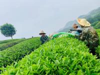 China Brewing Time 2-3 Minutes - Feibai Anji White Tea Small Pot Tea for Stress Management for sale