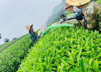 China Dark Brown Dahongpao Tea - 2-3 Years Shelf Life Brewing Temperature 90-95°C for sale