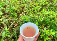 China Embark on a Healthier Journey with a 3-5 Minutes Brewing Time Healthy Alternative To Tea for sale