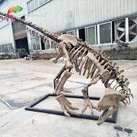 China Sunproof Resin Dinosaur Skeleton Gasosaurus Skull for sale