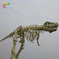 China length 15m Museum Quality Dinosaur Replicas T Rex Skull water repellent for sale