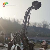 China CE Jurassic Park Dinosaur Skeleton Replica Shunosaurus Skeleton weather reistance for sale