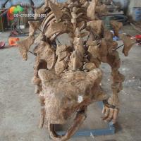 China Park Decoration Dinosaur Skeleton Replica  Life Size  Sunproof for sale