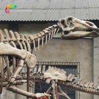 China Fiberglass Life Size Dinosaur Skull Replica Hadrosaurus Skeleton anti aging for sale