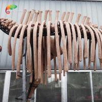 China weather reistance Real Size Replica Animal Skeletons Mammuthus Model for sale