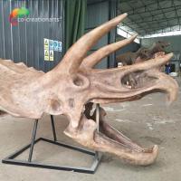 China ISO water repellent Dinosaur Skeleton Replica Fossil Life Size Triceratops Skull for sale