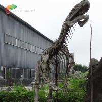 China landscape decoration Outdoor Yangchuanosaurus Skeleton Dinosaur Replica Fossil for sale