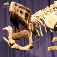 China Fiberglass Real Size Gasosaurus Dinosaurs Skeleton Replicas for Museum Display for sale