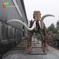 China weather reistance Real Size Replica Animal Skeletons Mammuthus Model for sale